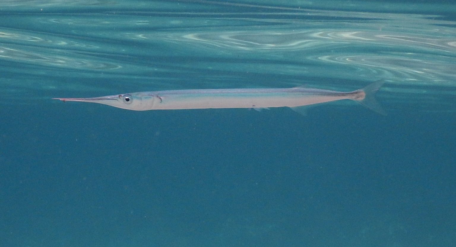 De vis - Vistikhetmaar