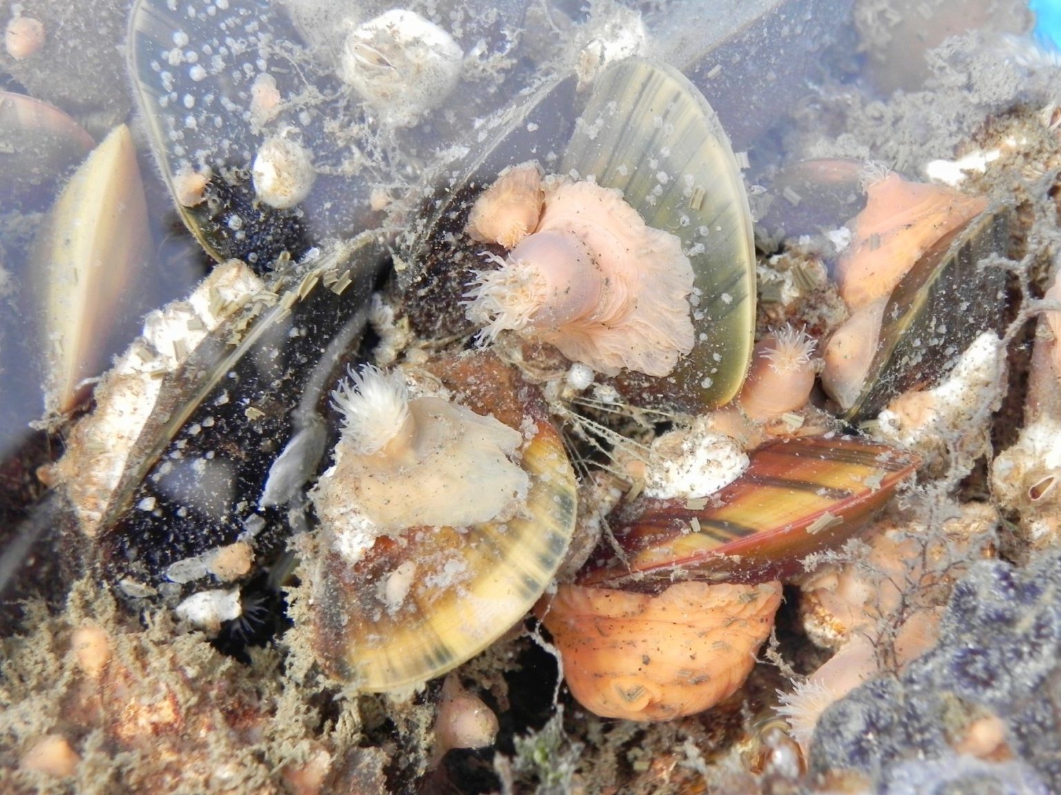 Weekdieren - Vistikhetmaar