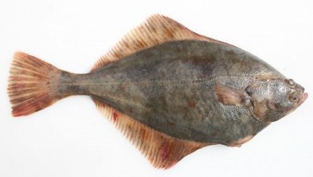 Vissoorten - Vistikhetmaar Soorten vis