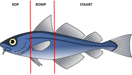 De vis - Vistikhetmaar