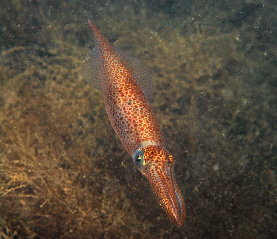 Weekdieren - Vistikhetmaar