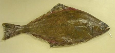 Vissoorten - Vistikhetmaar Soorten vis