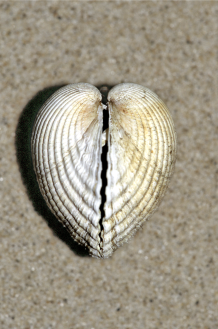 Weekdieren - Vistikhetmaar