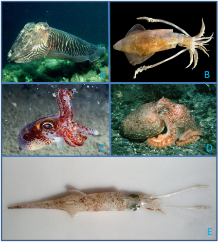 Weekdieren - Vistikhetmaar