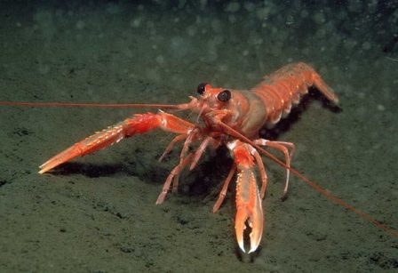 Schaaldieren - oftewel Kreeftachtigen- Vistikhetmaar