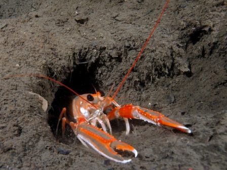 Schaaldieren - oftewel Kreeftachtigen- Vistikhetmaar