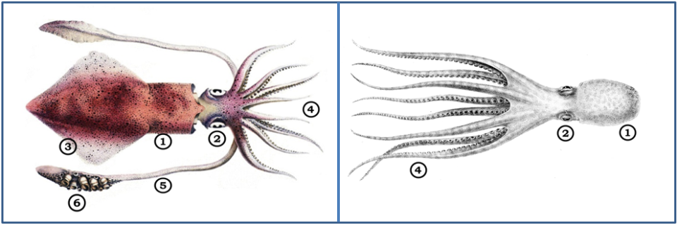 Weekdieren - Vistikhetmaar