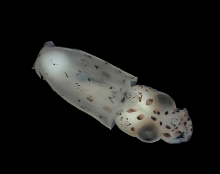 Weekdieren - Vistikhetmaar