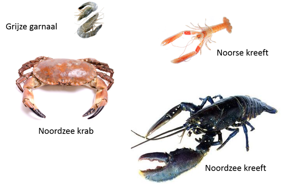 Schaaldieren - oftewel Kreeftachtigen- Vistikhetmaar