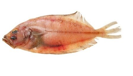 Vissoorten - Vistikhetmaar Soorten vis