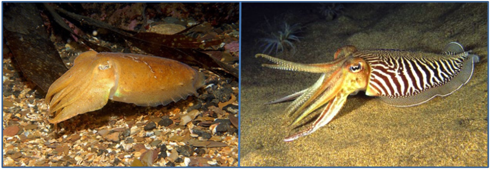 Weekdieren - Vistikhetmaar