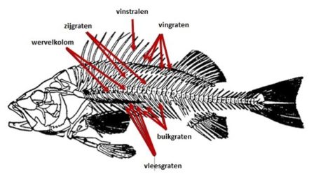 De vis - Vistikhetmaar
