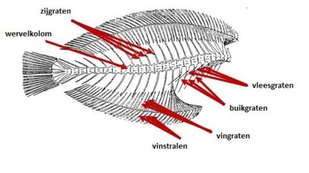 De vis - Vistikhetmaar