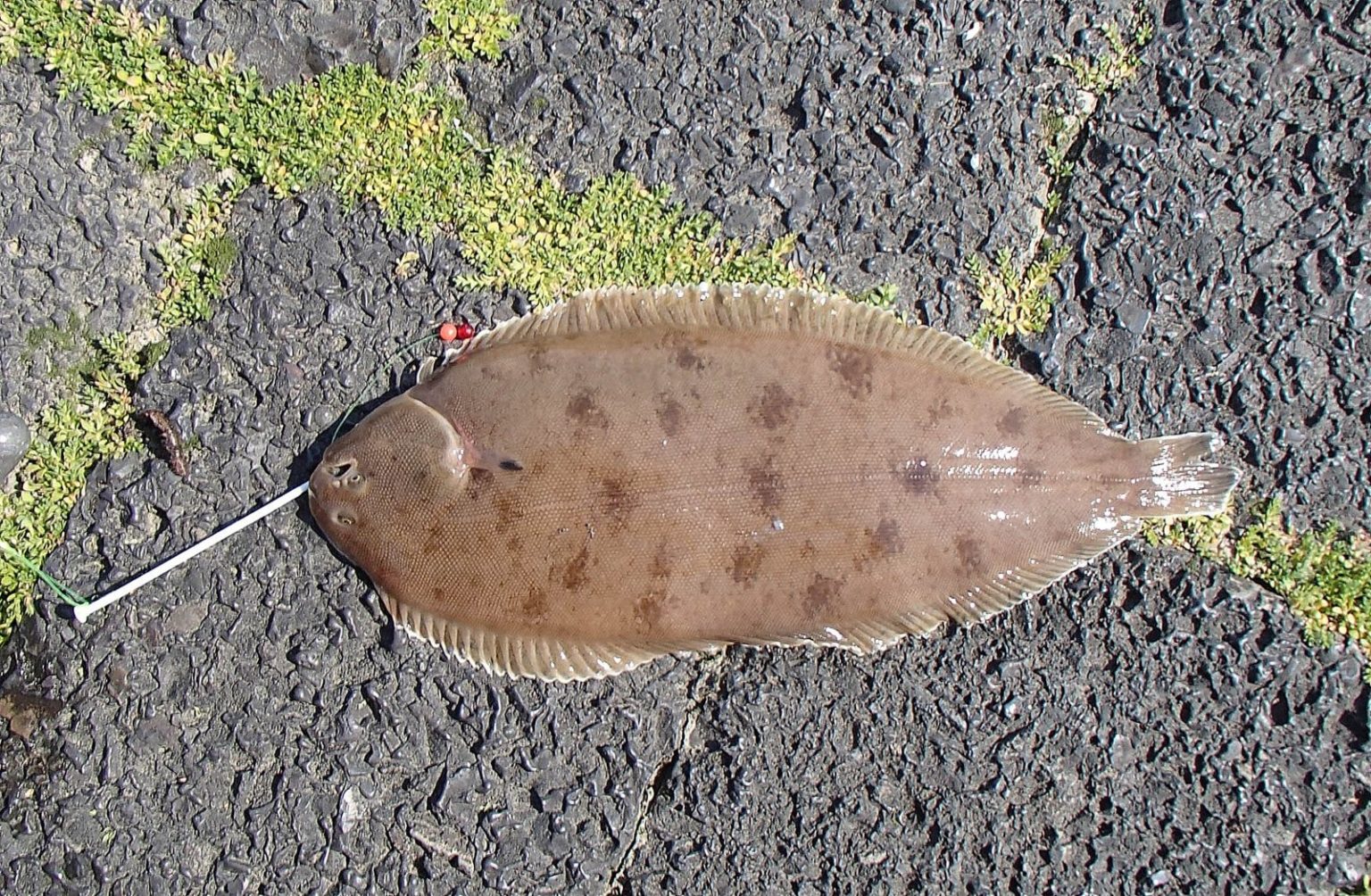 Vissoorten - Vistikhetmaar Soorten vis