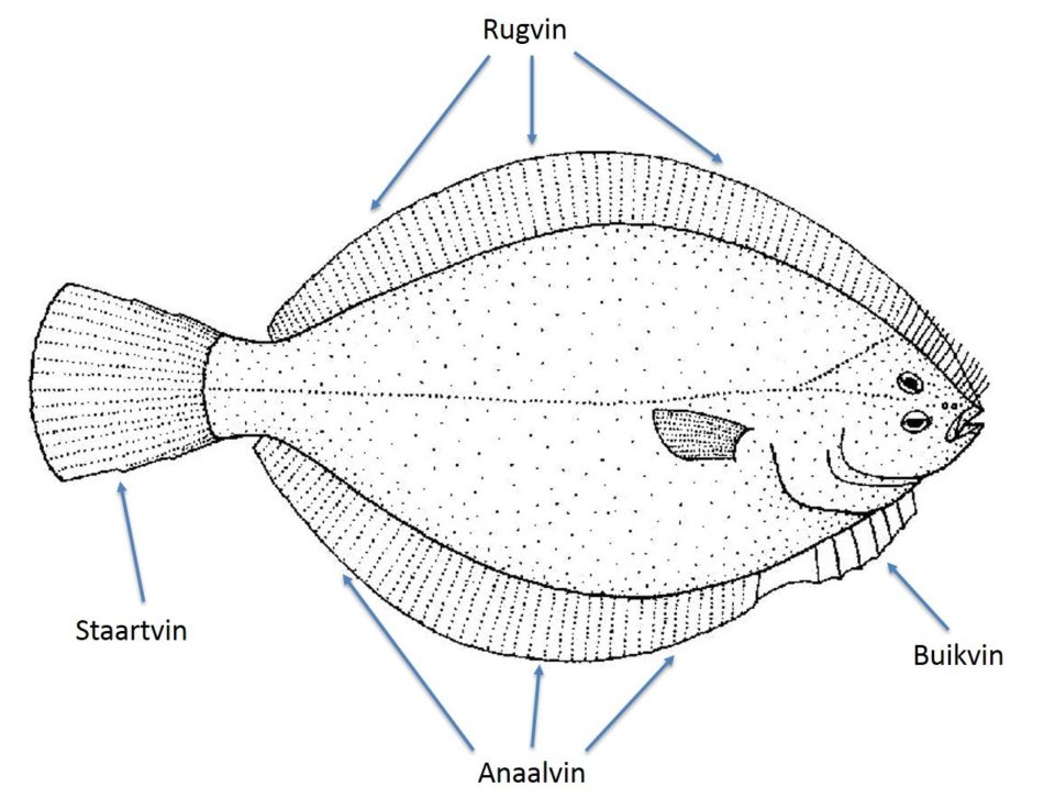 De vis - Vistikhetmaar