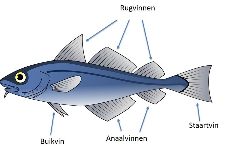 De vis - Vistikhetmaar
