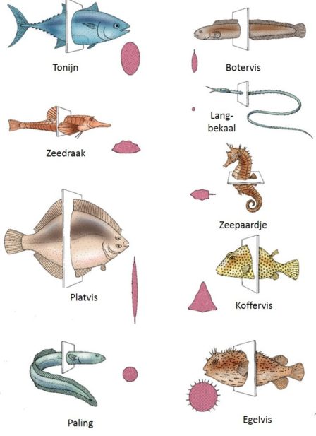 De vis - Vistikhetmaar