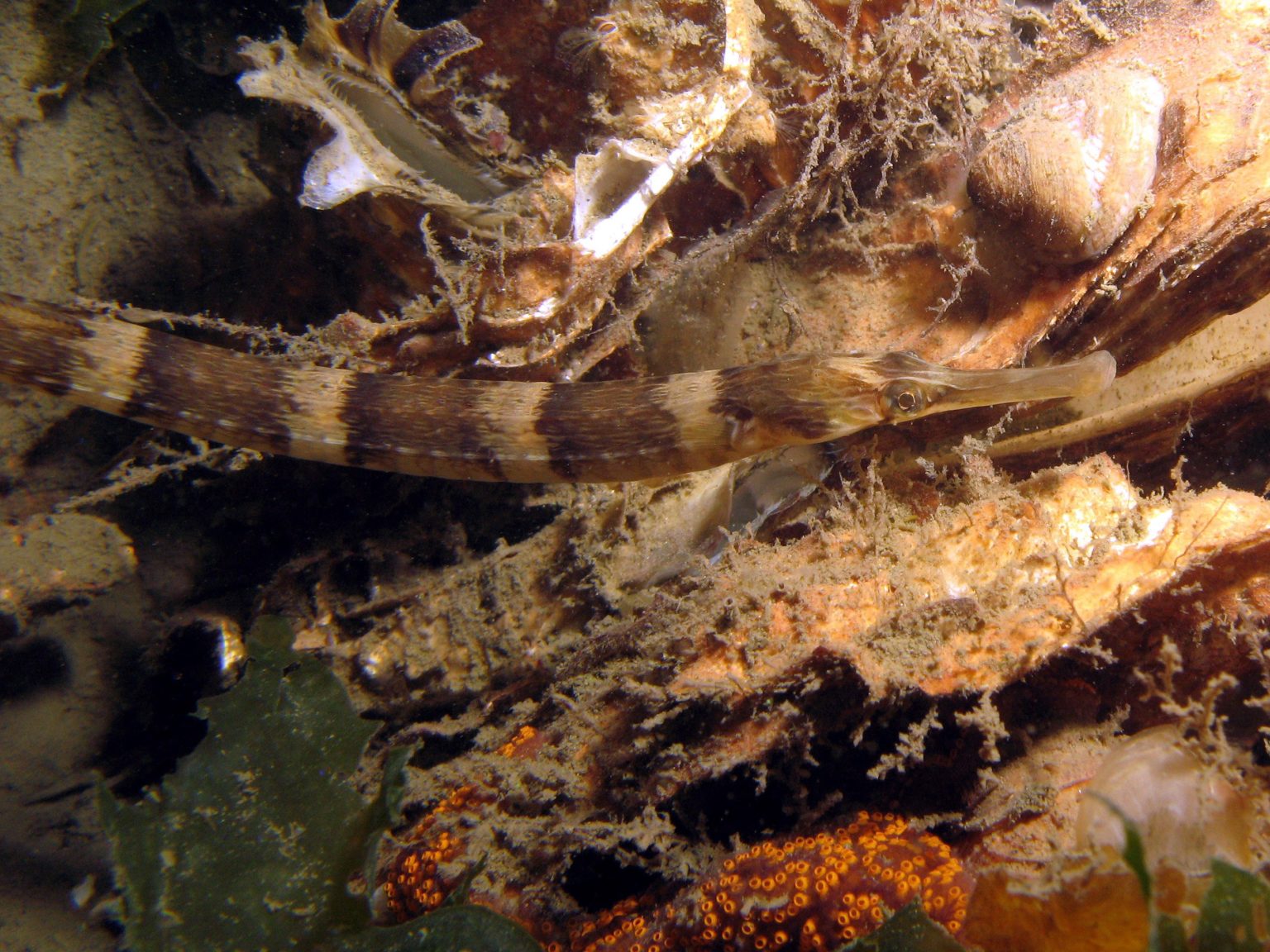 Vissoorten - Vistikhetmaar Soorten vis