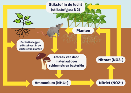 Wat is stikstof? - Vistikhetmaar